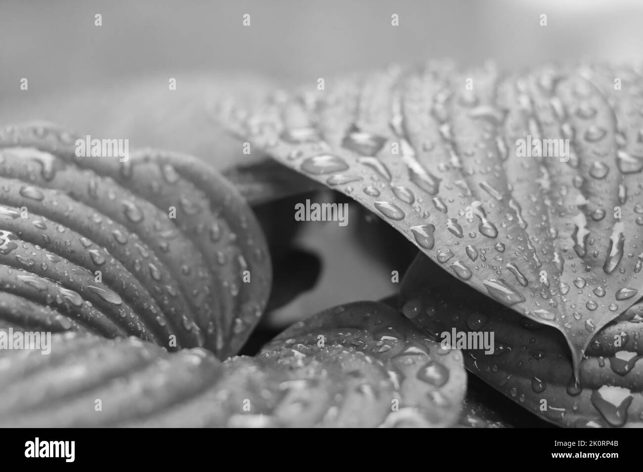 Rain with green background Black and White Stock Photos & Images - Alamy