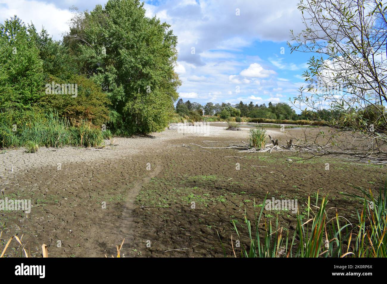 dry swamp lake during the drought 2022 Stock Photo - Alamy
