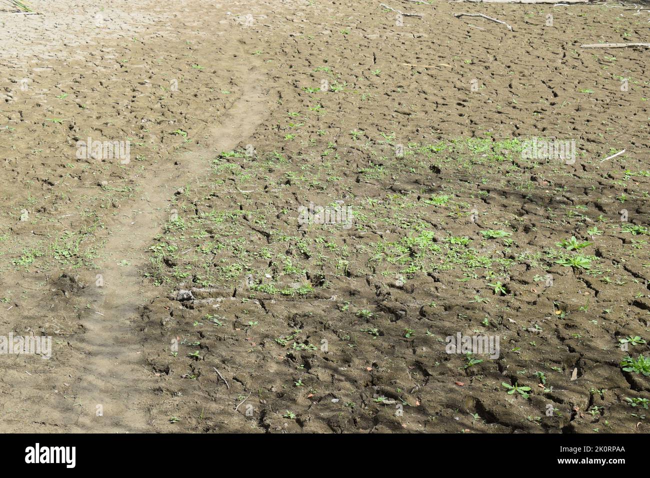 dry swamp lake during the drought 2022 Stock Photo - Alamy