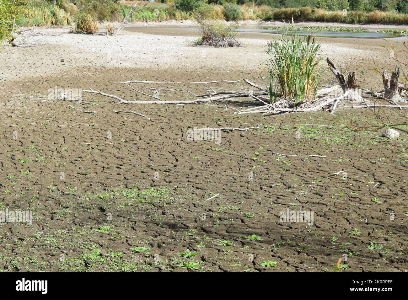 dry swamp lake during the drought 2022 Stock Photo - Alamy