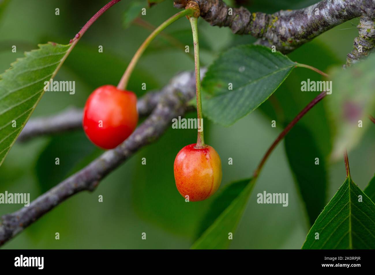 Prunus avium fruit Stock Photo - Alamy