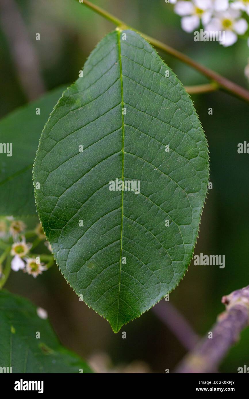 Prunus padus leaf Stock Photo - Alamy