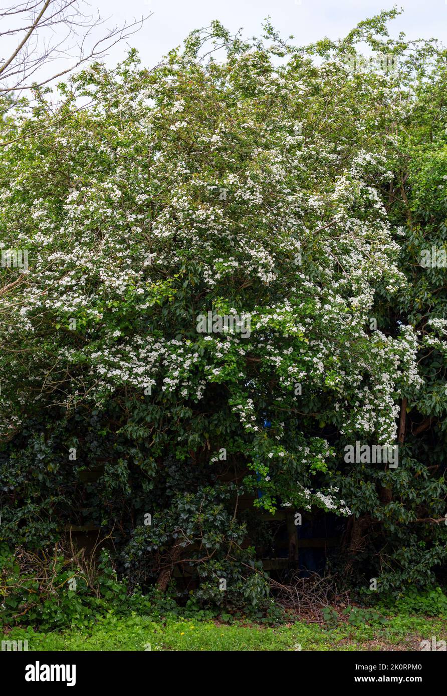 Crataegus laevigata in bloom Stock Photo - Alamy