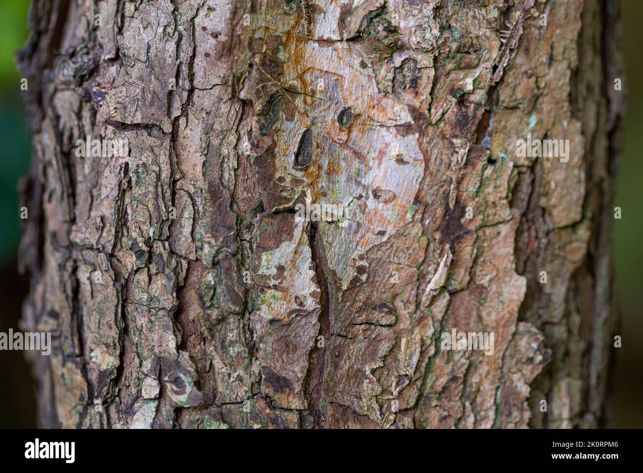 Crataegus laevigata bark hi-res stock photography and images - Alamy