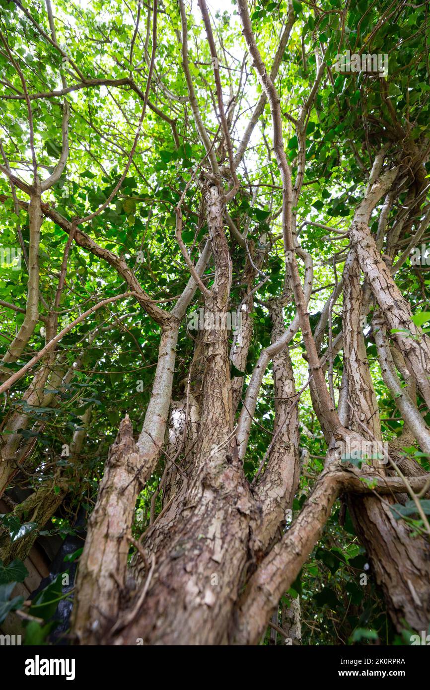Crataegus laevigata crown Stock Photo - Alamy