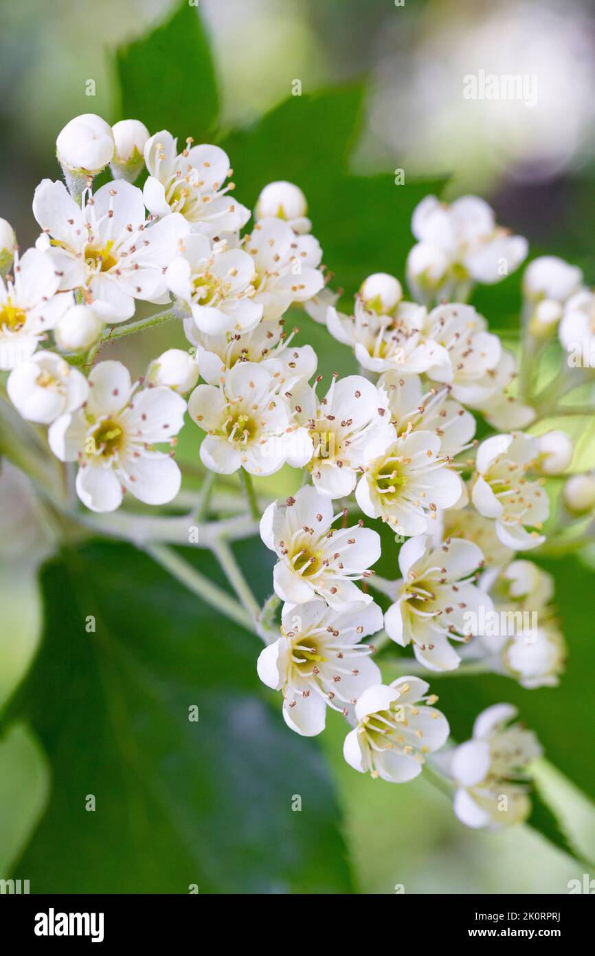 Sorbus torminalis hi-res stock photography and images - Alamy