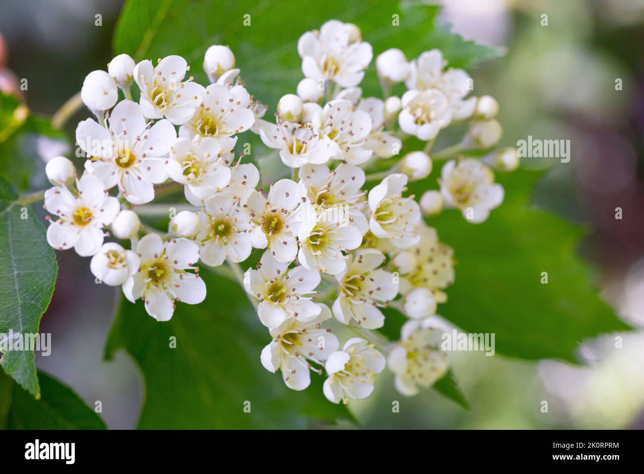 Sorbus torminalis hi-res stock photography and images - Alamy