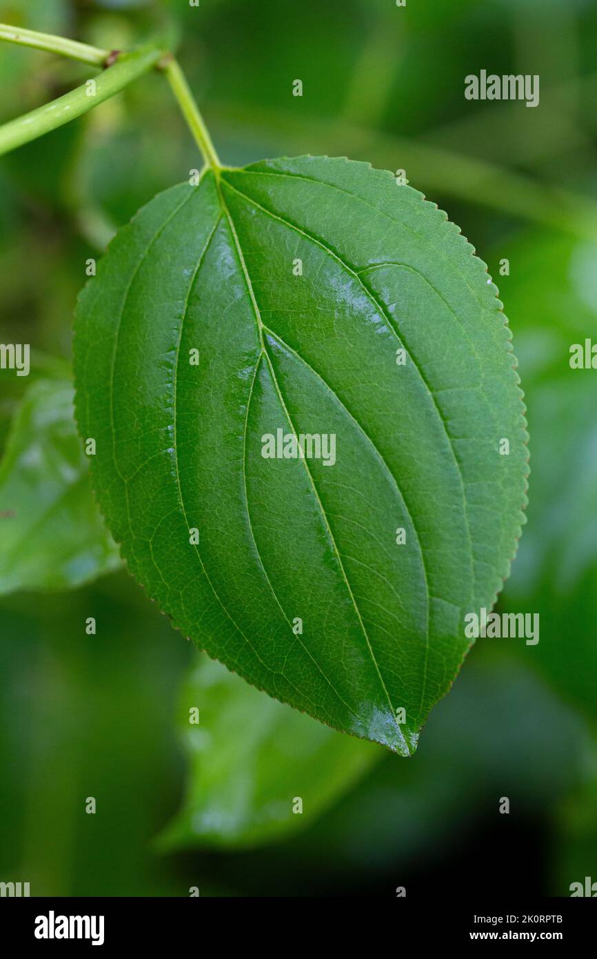 Rhamnus cathartica leaf Stock Photo - Alamy
