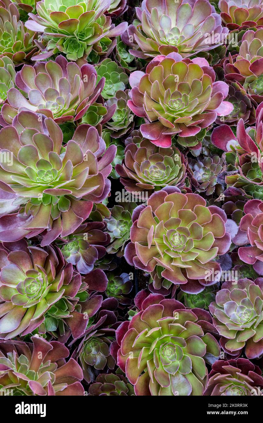 Plantas crassulaceae hi-res stock photography and images - Alamy