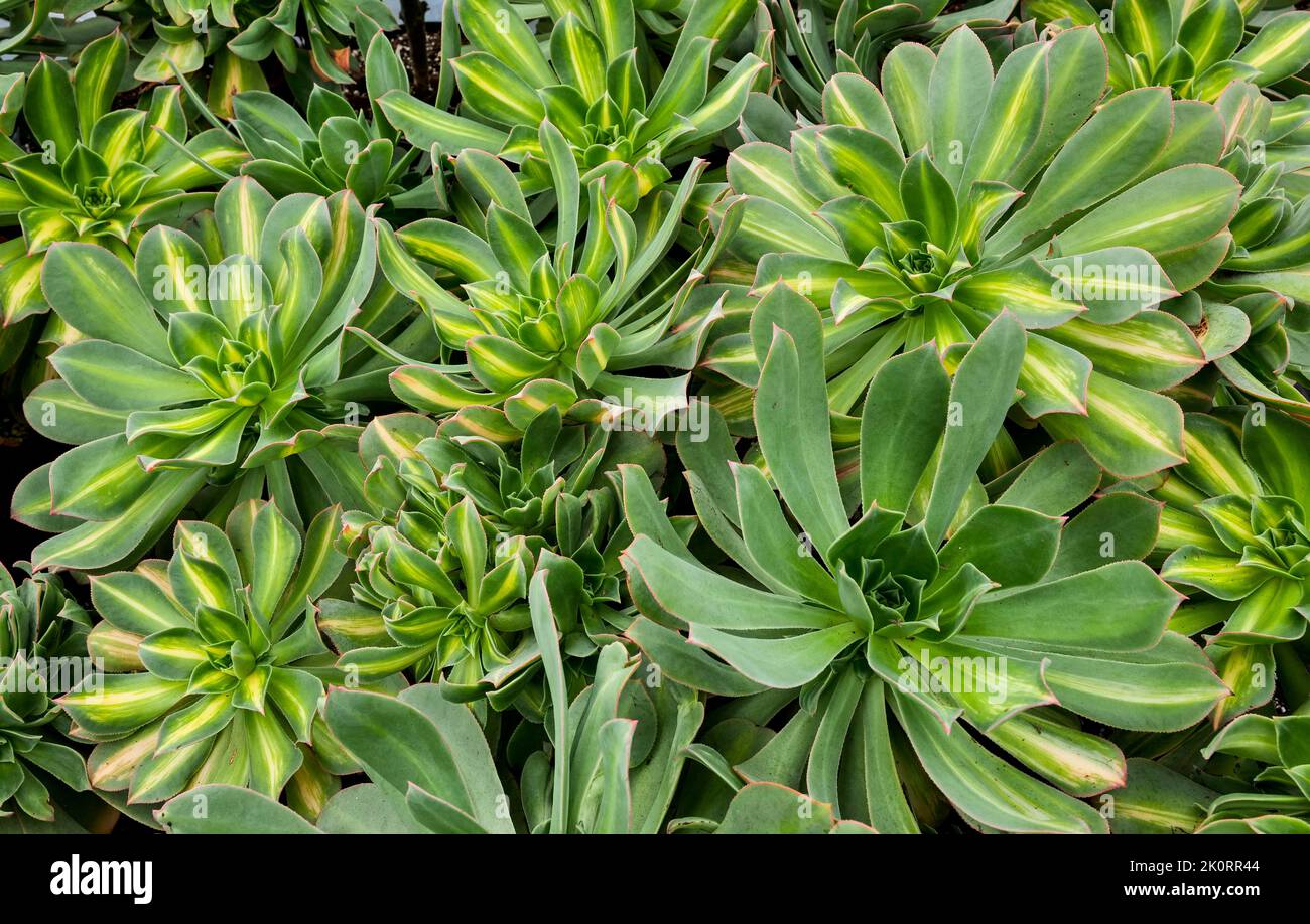 Images of Aeoniums, the tree houseleeks, is a genus of about 35 species ...