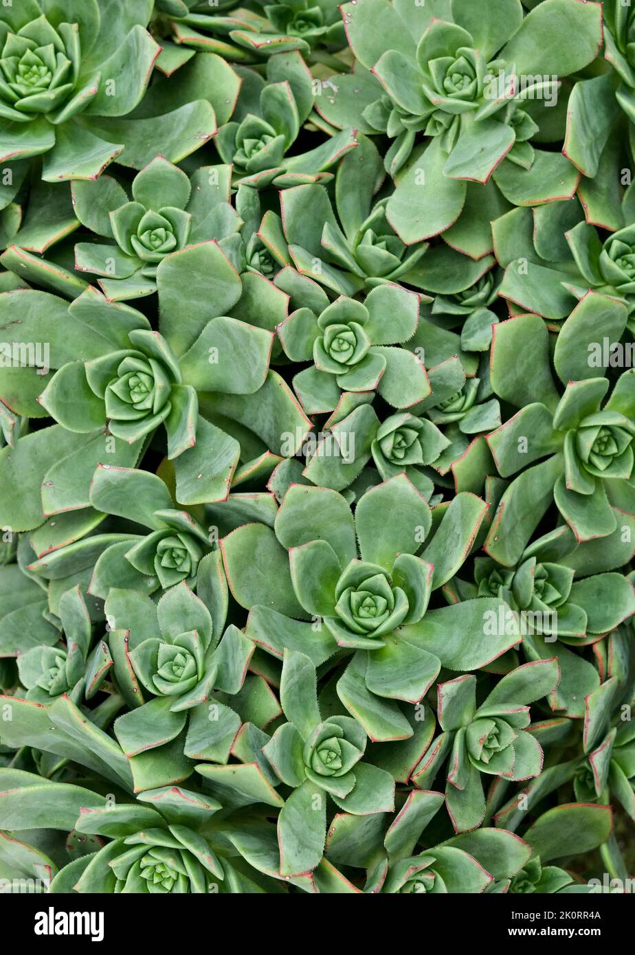 Plantas crassulaceae hi-res stock photography and images - Alamy