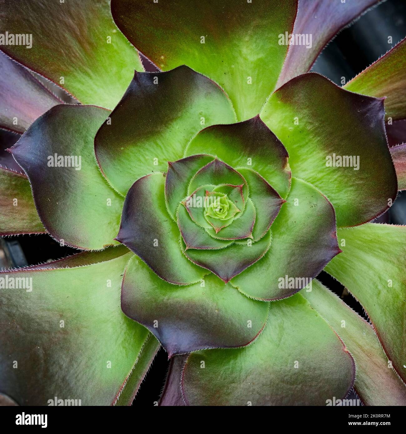 Plantas crassulaceae hi-res stock photography and images - Alamy
