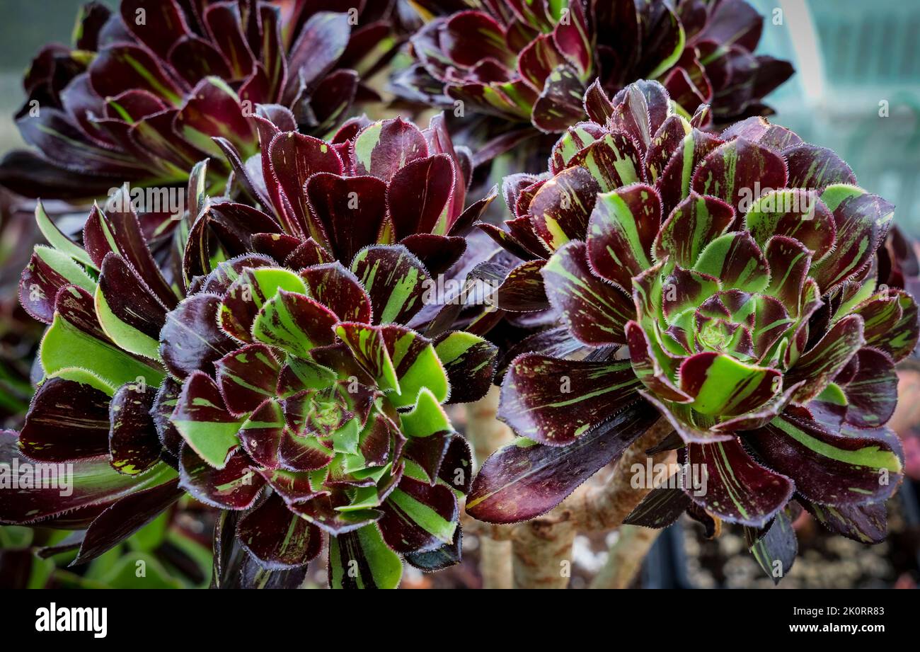 Images of Aeoniums, the tree houseleeks, is a genus of about 35 species ...