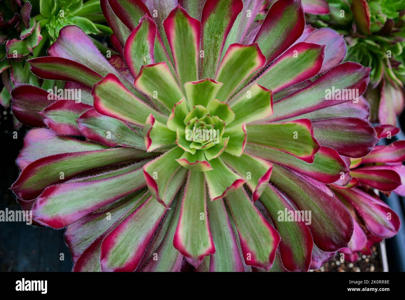 Plantas suculentas crassula hi-res stock photography and images - Alamy