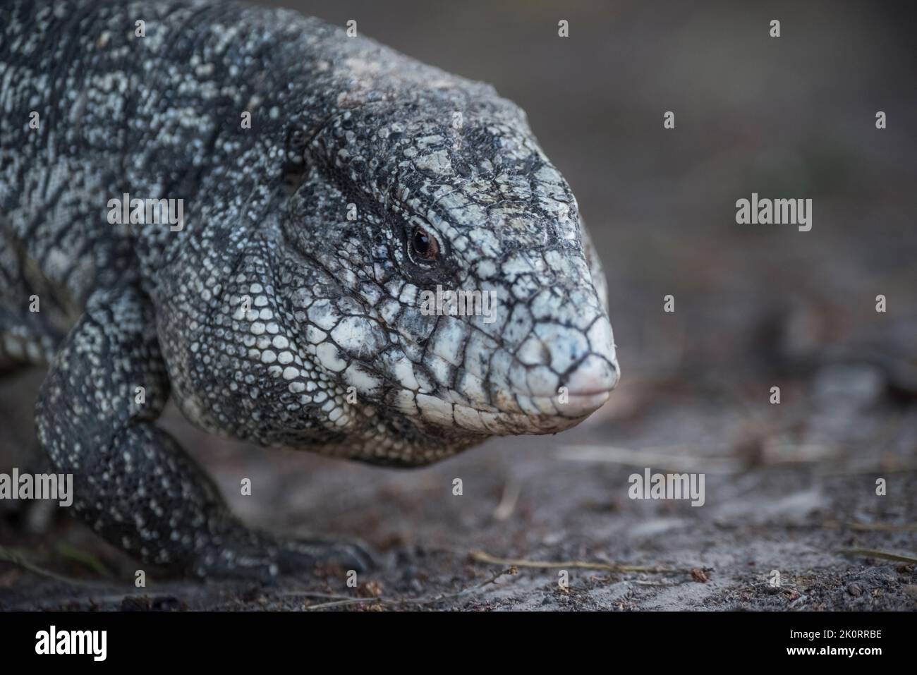 Argentine black and white tegu lizard Stock Photo - Alamy