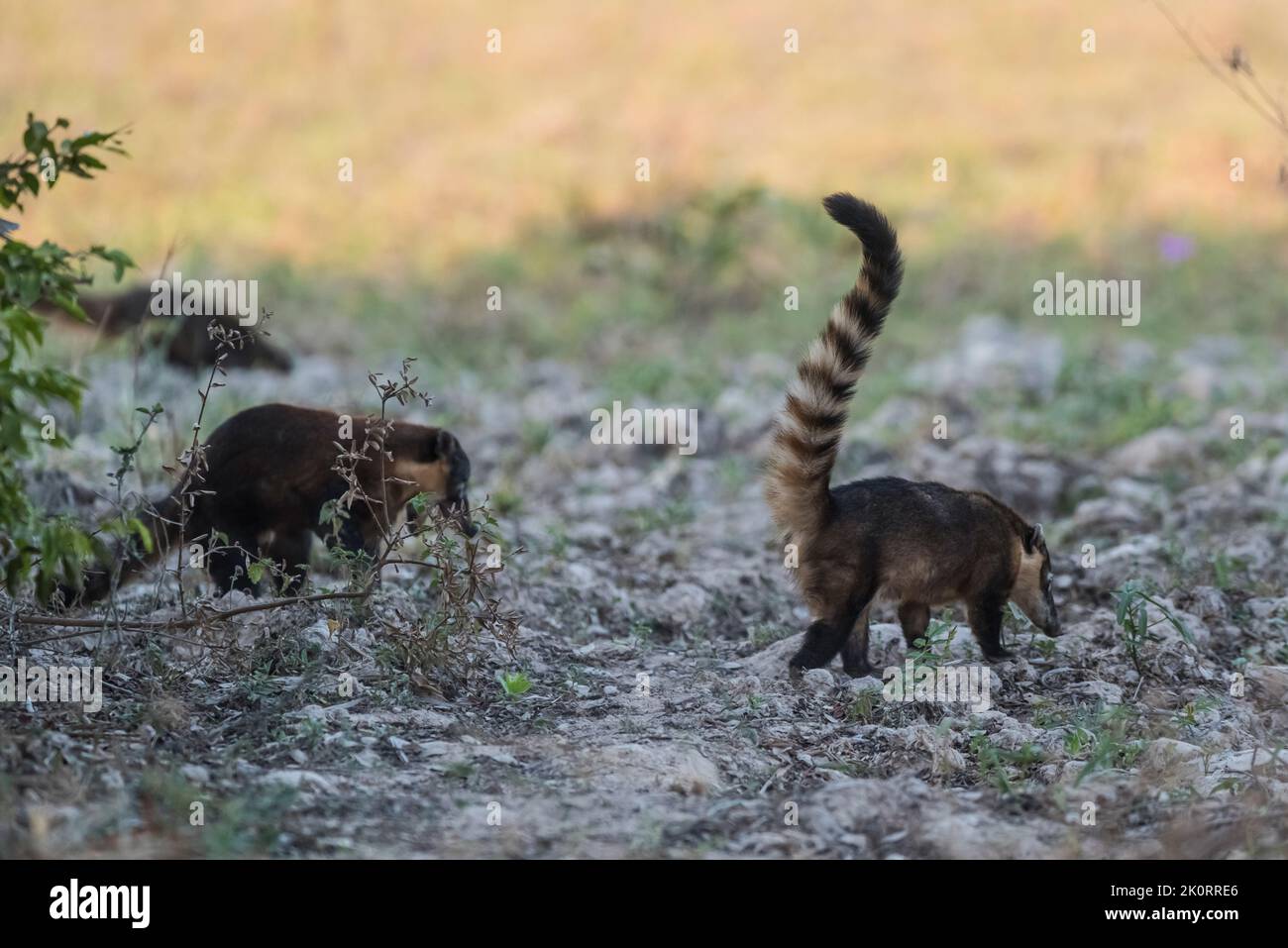 Ring tailed coati.Pantanal Brazil.World heritage site Stock Photo - Alamy
