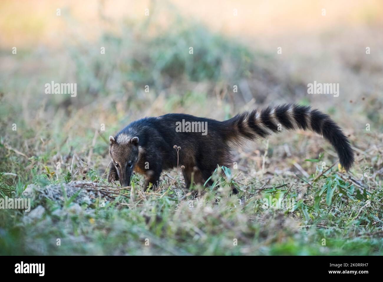 Ring tailed coati.Pantanal Brazil.World heritage site Stock Photo - Alamy