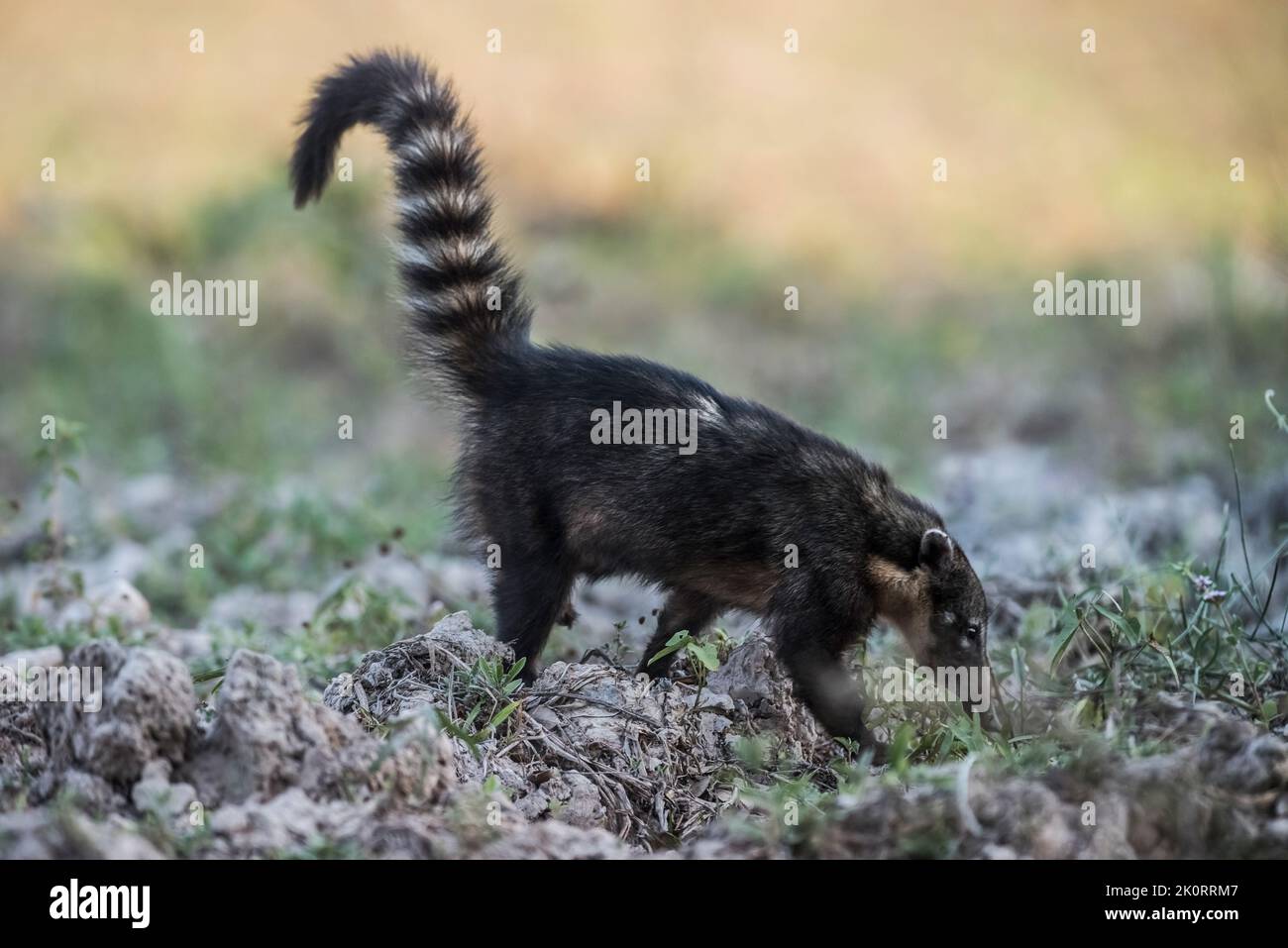 Ring tailed coati.Pantanal Brazil.World heritage site Stock Photo - Alamy