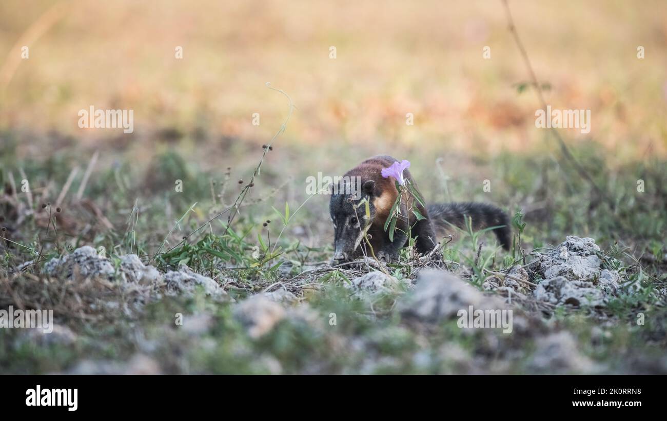 Argentine black and white tegu lizard Stock Photo - Alamy