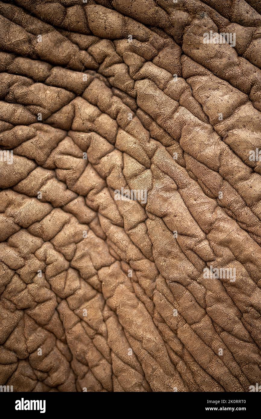 A macro of wrinkled elephant skin Stock Photo - Alamy