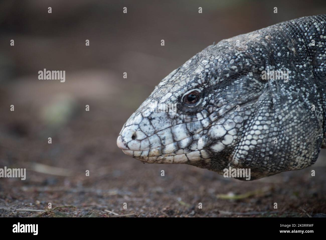 Argentine black and white tegu lizard Stock Photo - Alamy