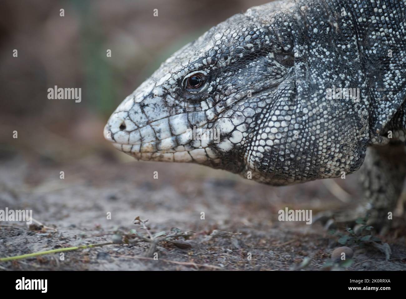 Argentine black and white tegu lizard Stock Photo - Alamy