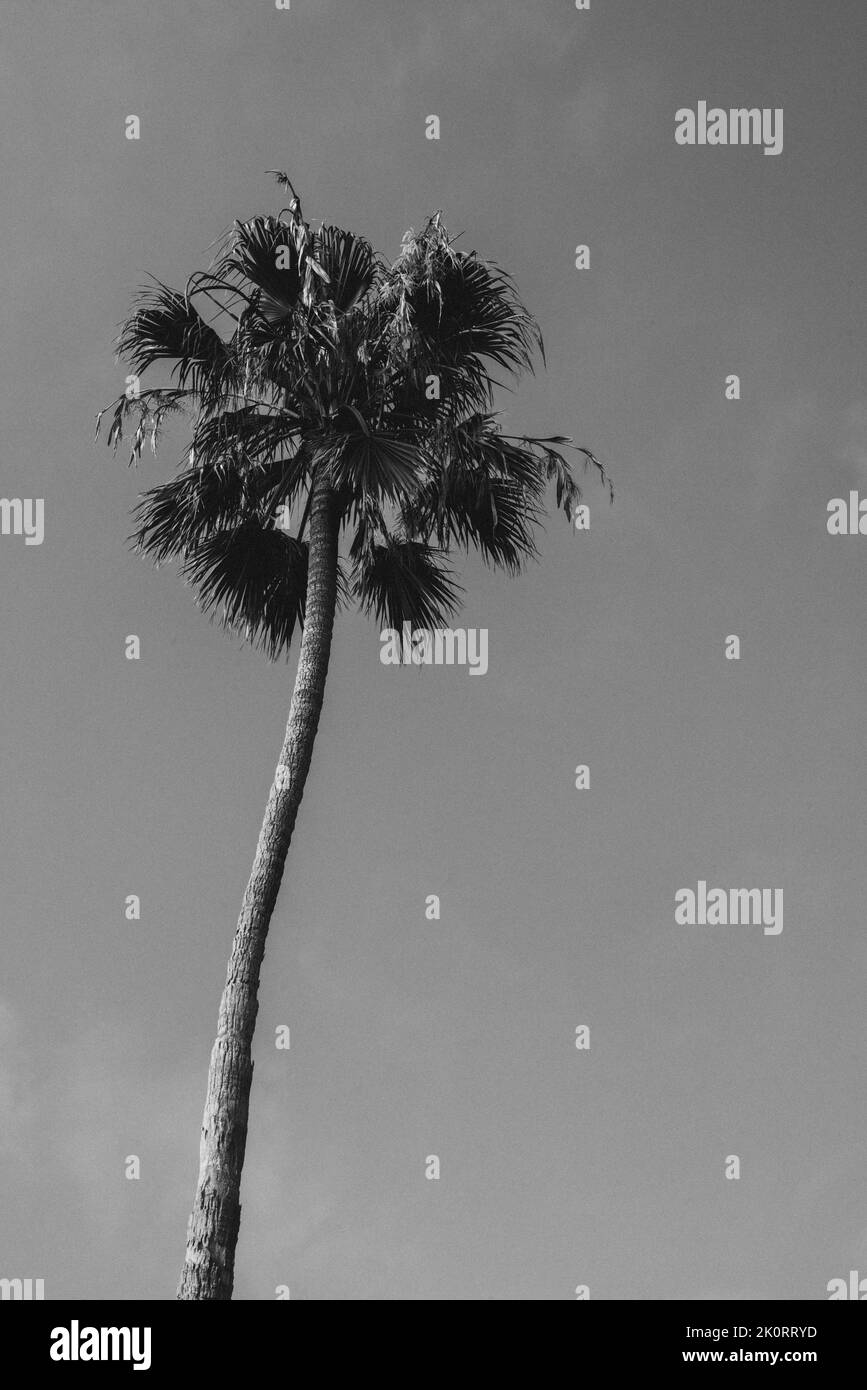 A vertical grayscale shot of a palm tree Stock Photo - Alamy