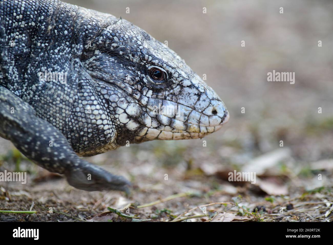 Argentine black and white tegu lizard Stock Photo - Alamy