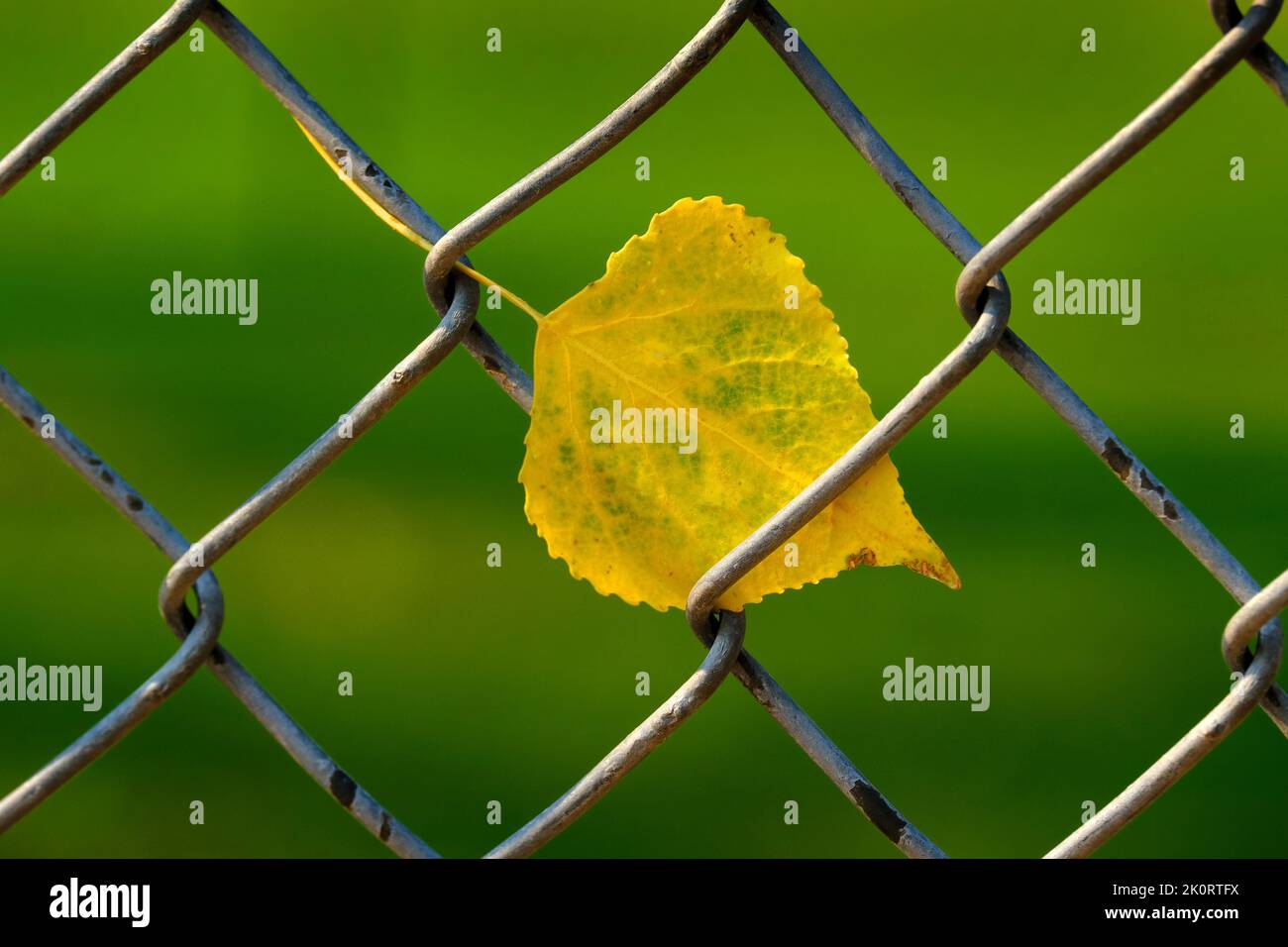 Fall or autum leaf stuck and caught in chain link fence with blurred ...