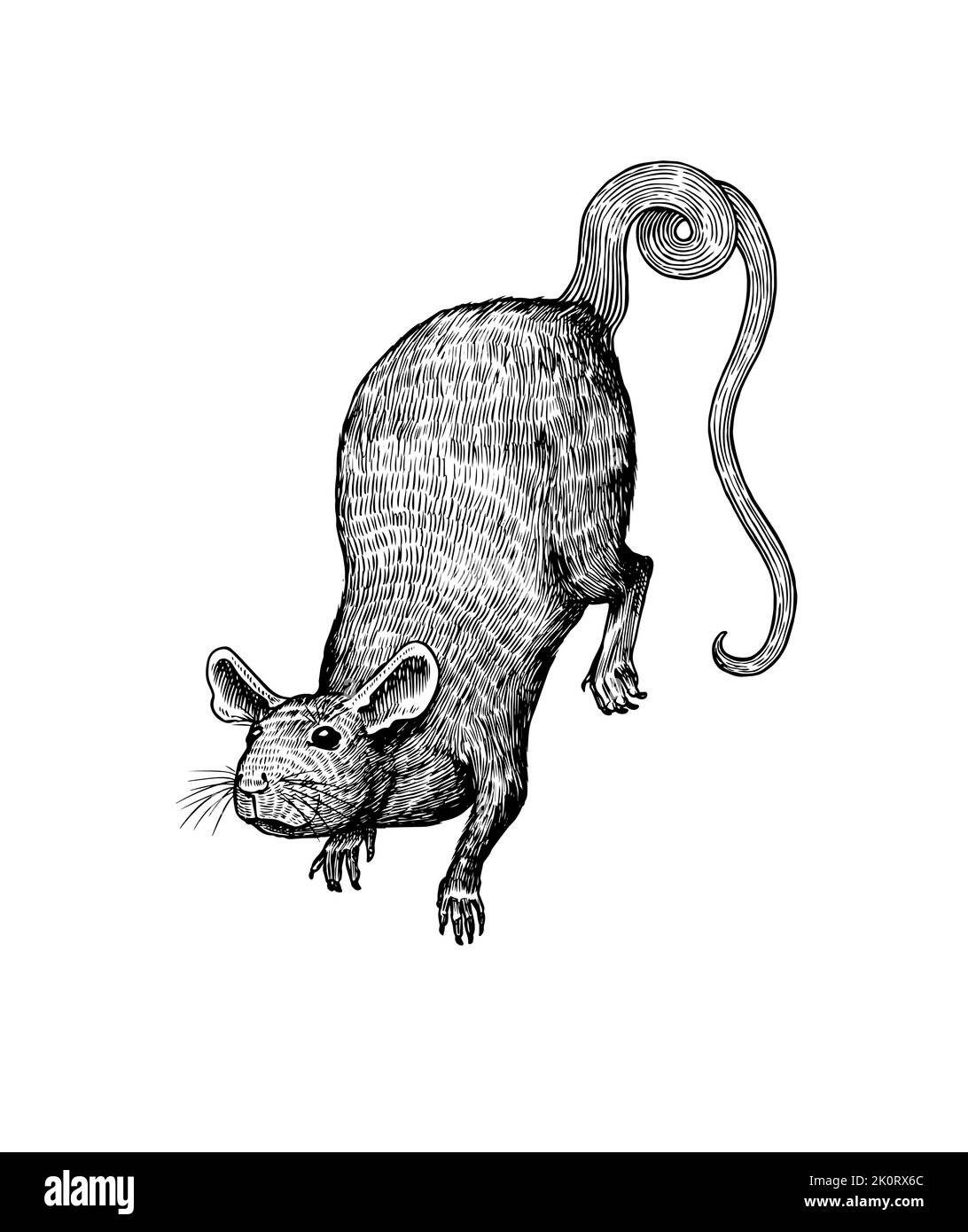 Vintage mouse illustration hi-res stock photography and images - Alamy