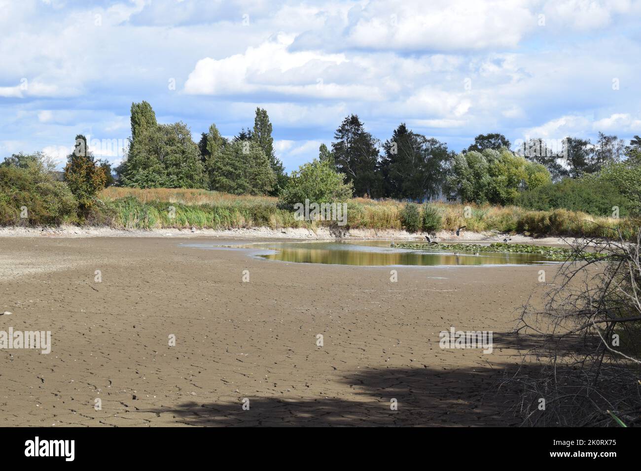 dry swamp lake during the drought 2022 Stock Photo - Alamy