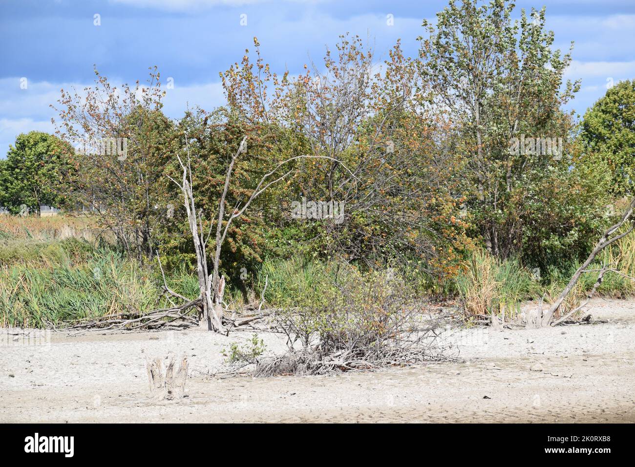 dry swamp lake during the drought 2022 Stock Photo - Alamy