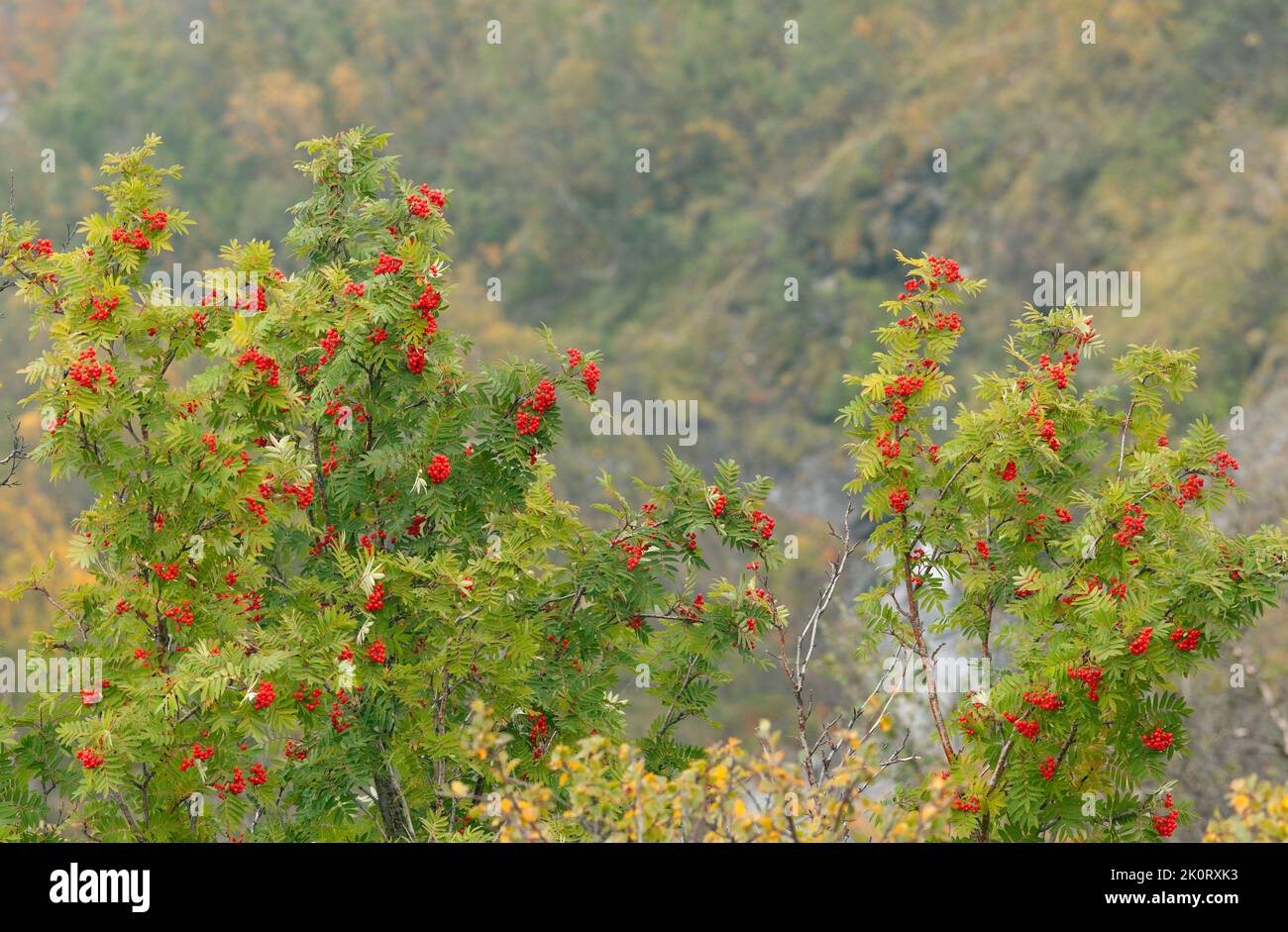 Rowan, trees, and fruit this side a valley in the mountain. Colorful ...