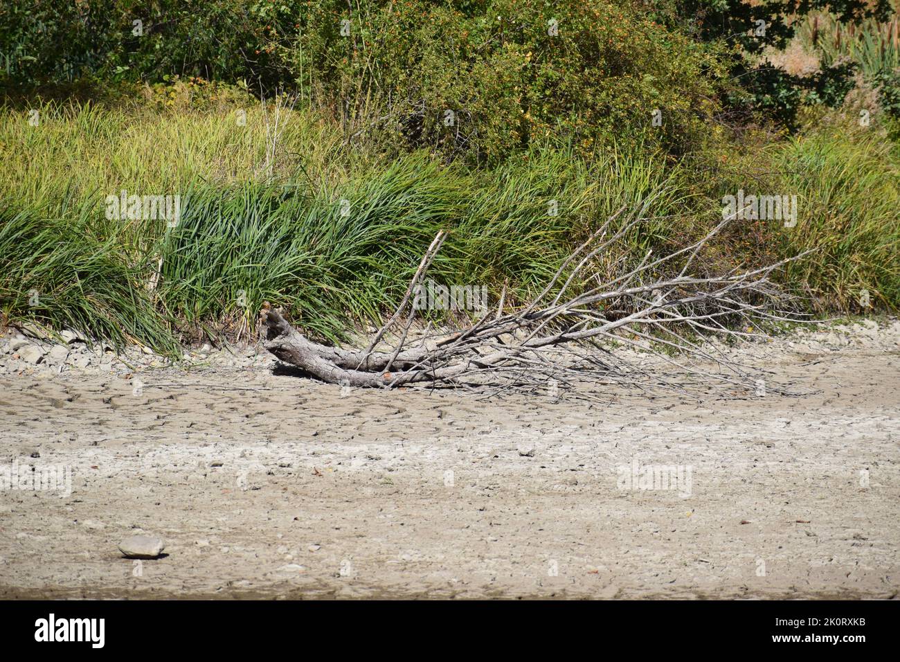 dry swamp lake during the drought 2022 Stock Photo - Alamy