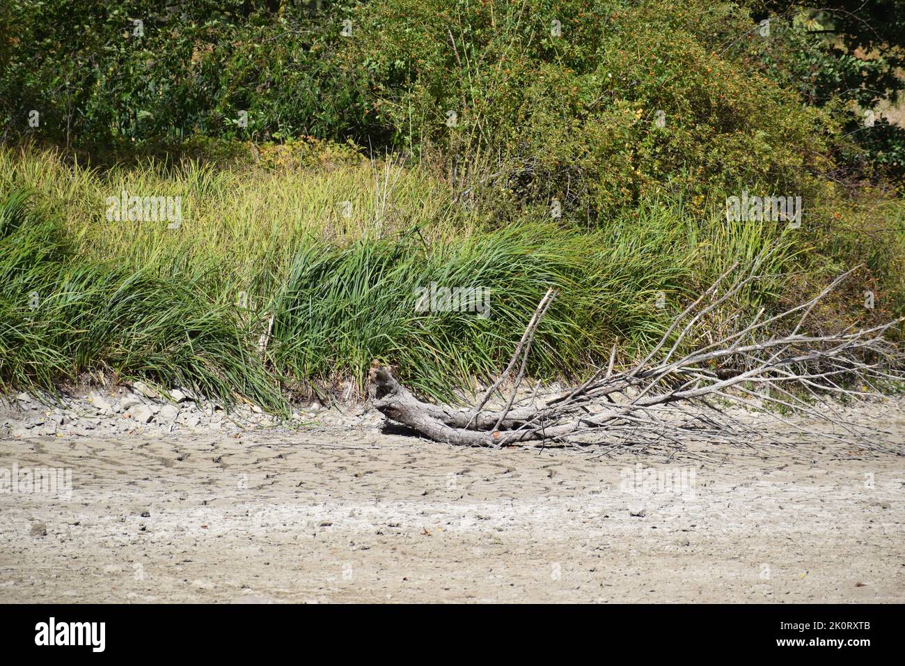 dry swamp lake during the drought 2022 Stock Photo - Alamy