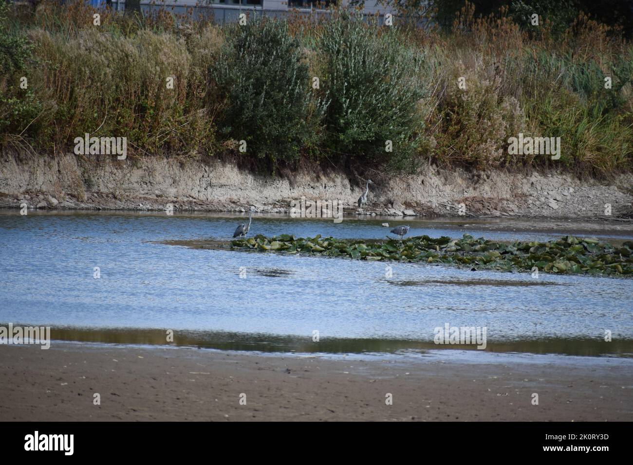 dry swamp lake during the drought 2022 Stock Photo - Alamy