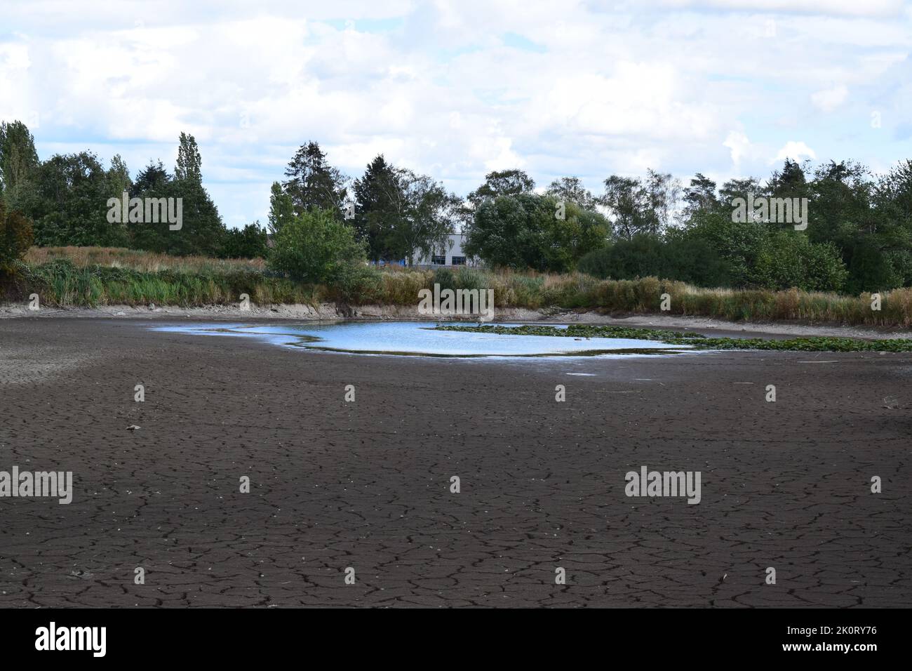 dry swamp lake during the drought 2022 Stock Photo - Alamy