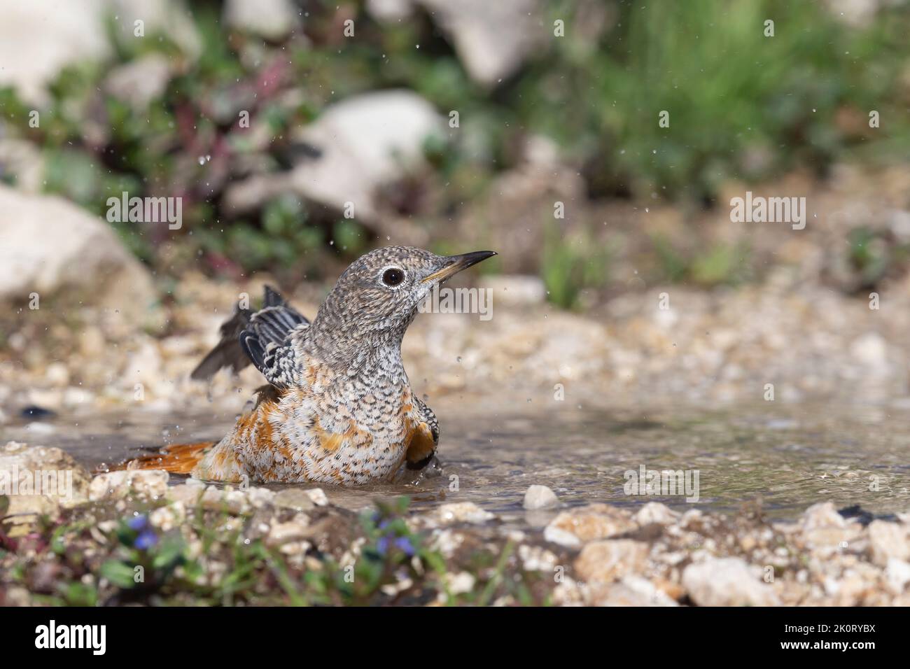 The common rock thrush (Monticola saxatilis Stock Photo - Alamy