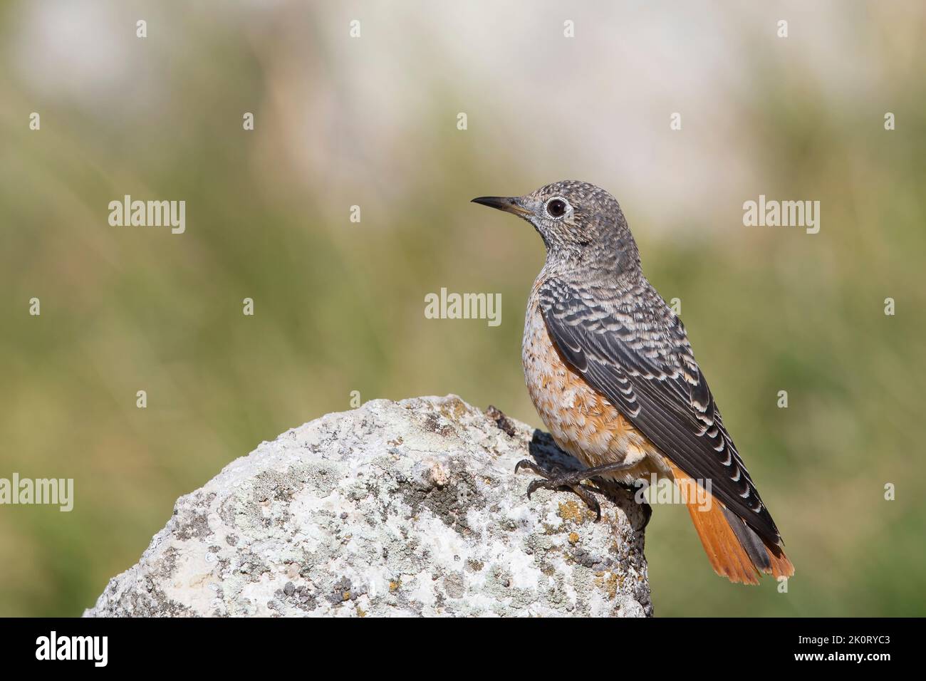 The common rock thrush (Monticola saxatilis Stock Photo - Alamy