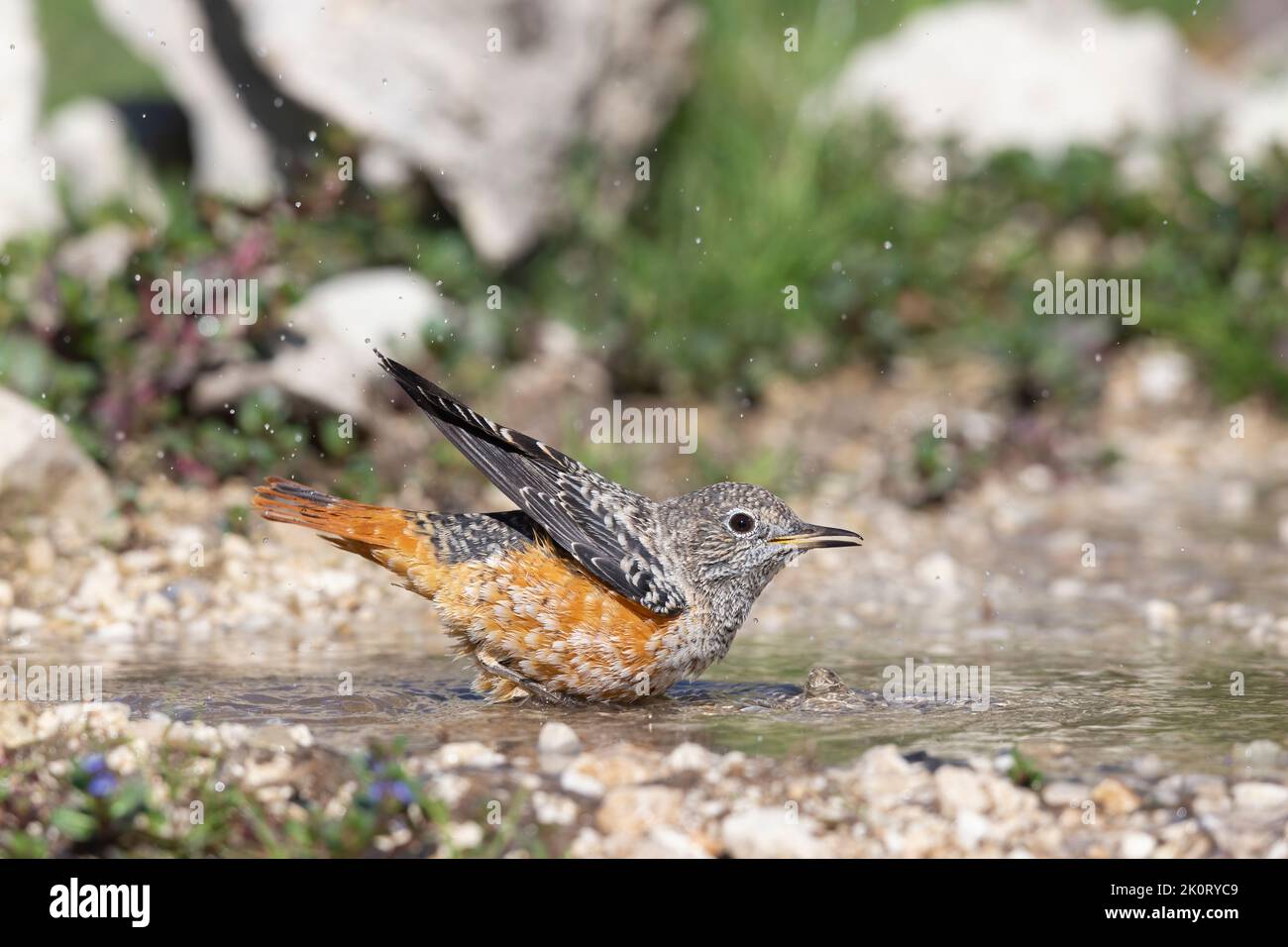 The common rock thrush (Monticola saxatilis Stock Photo - Alamy