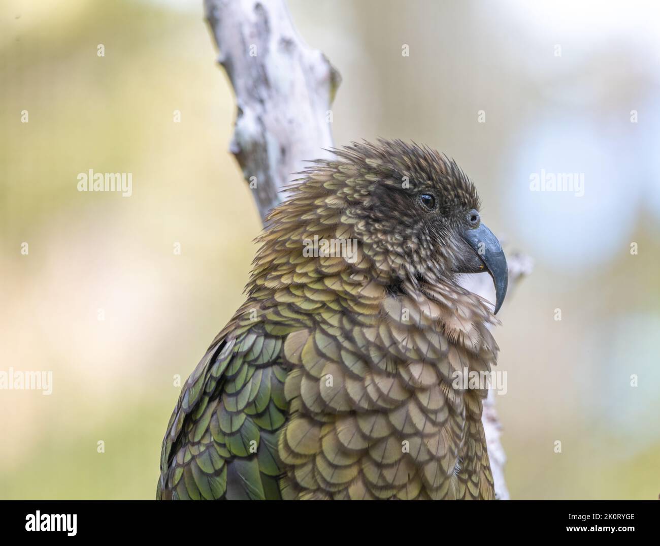 Nestoridae hi-res stock photography and images - Alamy