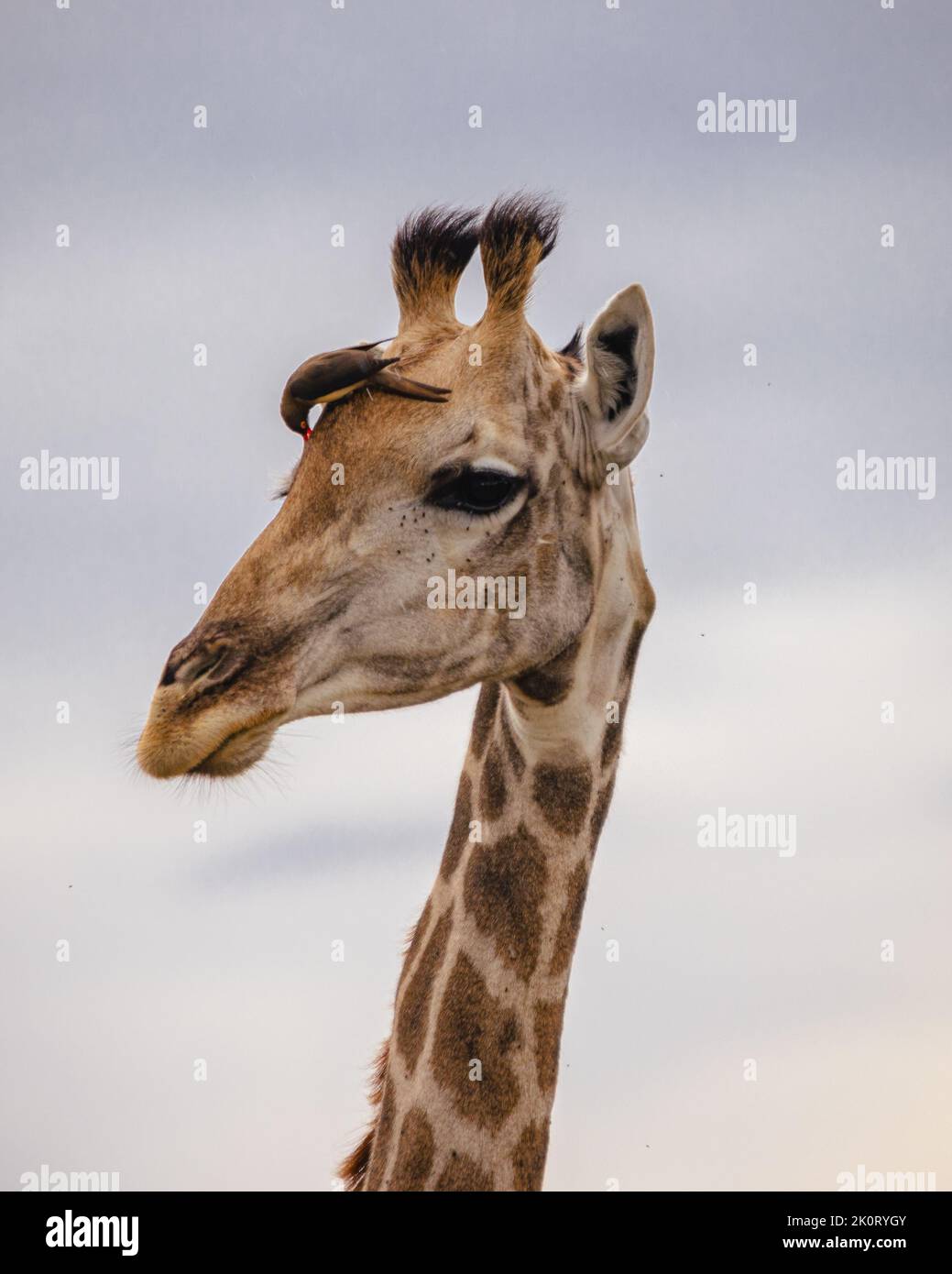 A bird on a giraffe head Stock Photo - Alamy