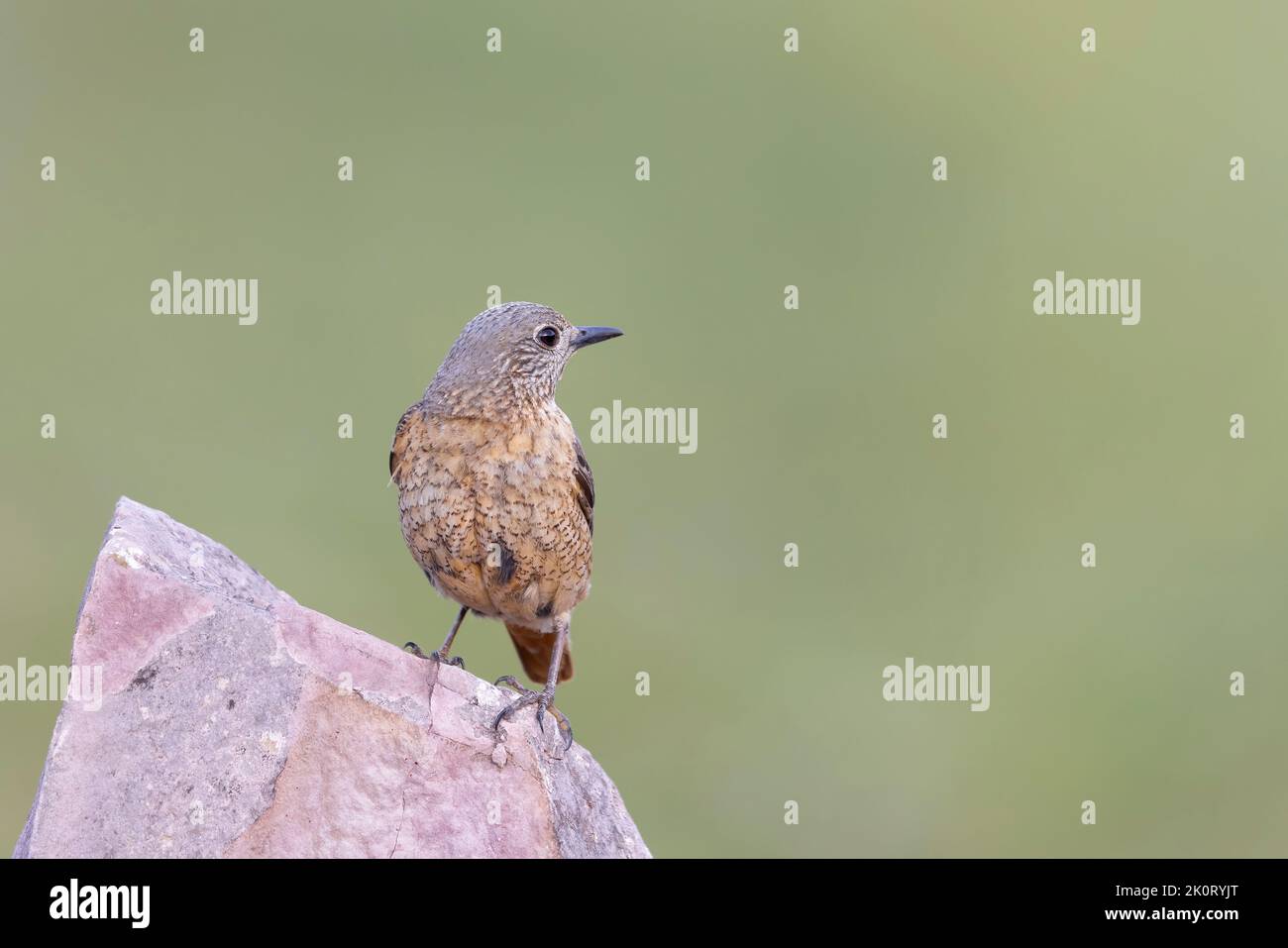 The common rock thrush (Monticola saxatilis Stock Photo - Alamy