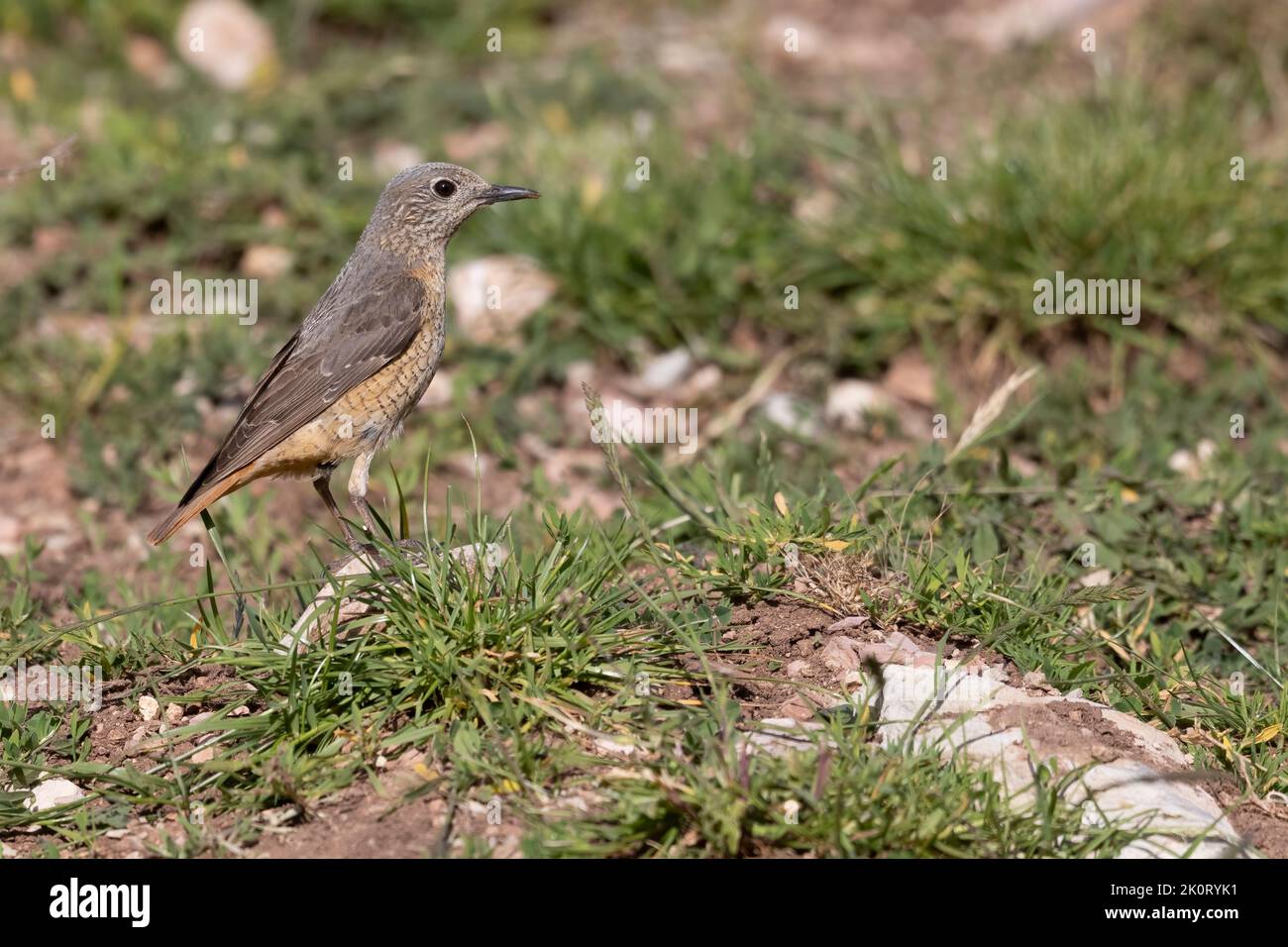 Common rock thrushes hi-res stock photography and images - Alamy