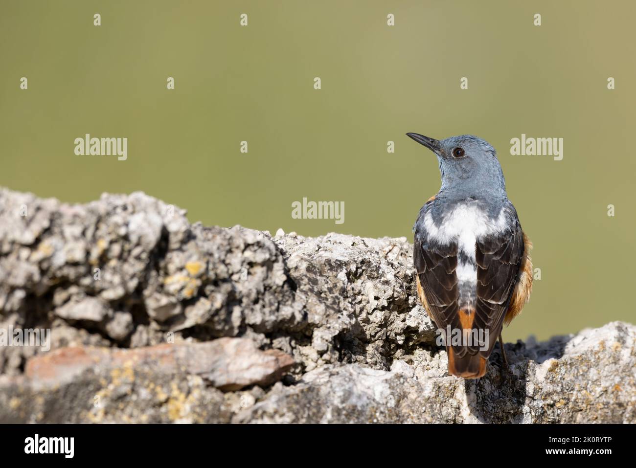 The common rock thrush (Monticola saxatilis Stock Photo - Alamy