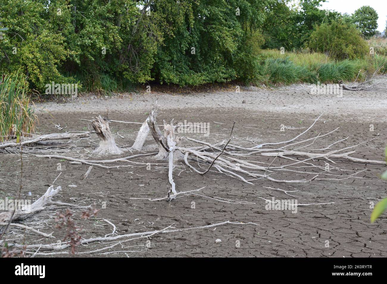 dry swamp lake during the drought 2022 Stock Photo - Alamy