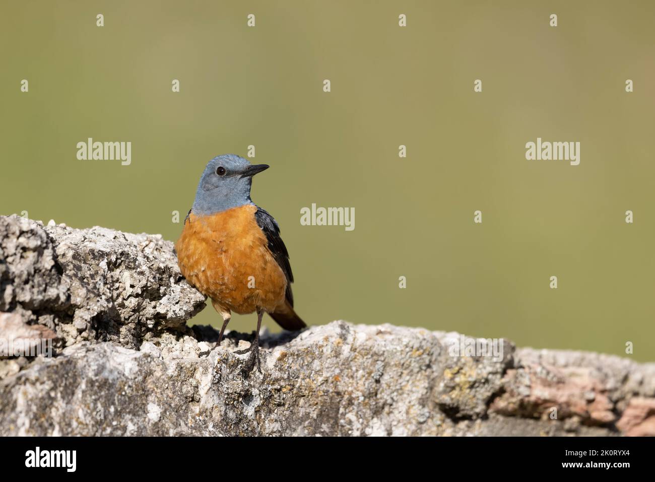 The common rock thrush (Monticola saxatilis Stock Photo - Alamy