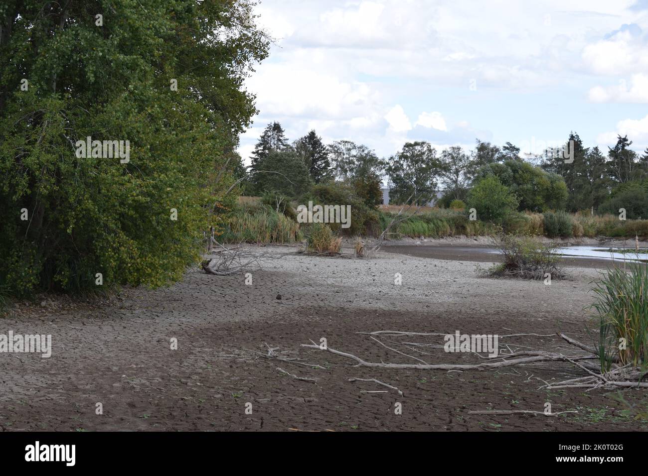 dry swamp lake during the drought 2022 Stock Photo - Alamy