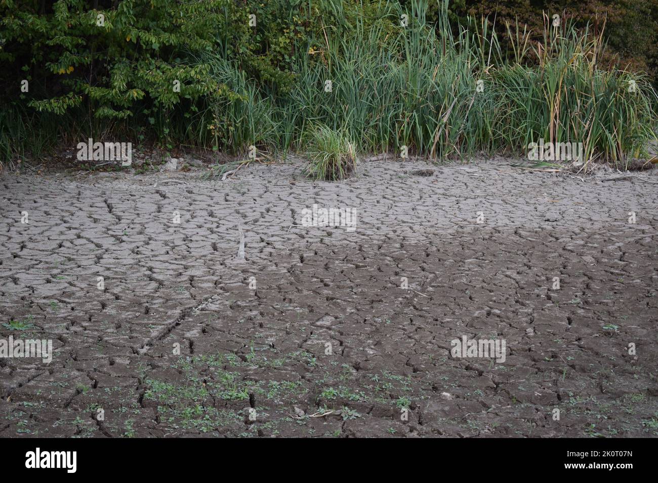 dry swamp lake during the drought 2022 Stock Photo - Alamy