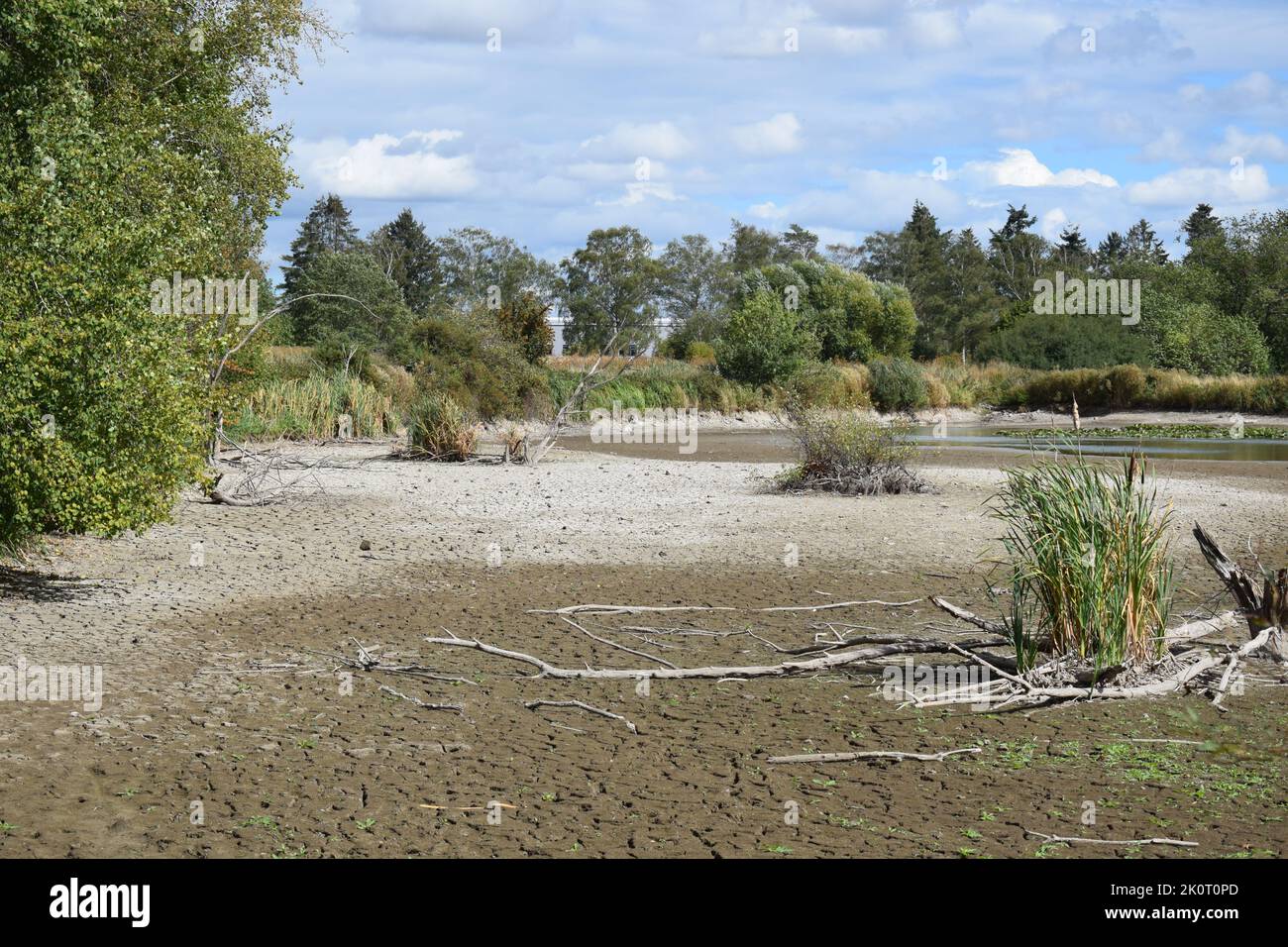 dry swamp lake during the drought 2022 Stock Photo - Alamy